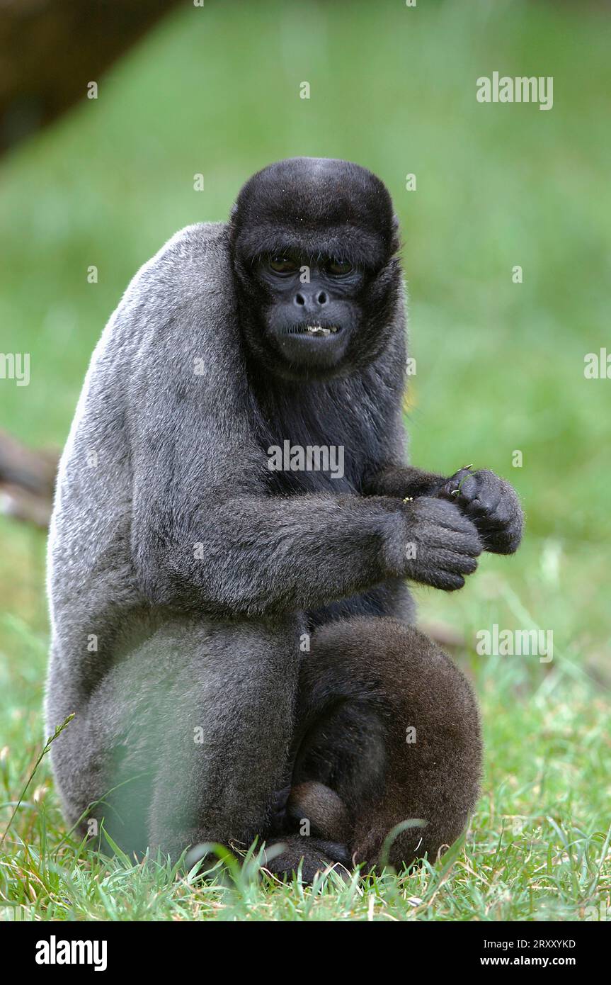 Brown woolly monkey (Lagothrix lagotricha Stock Photo - Alamy
