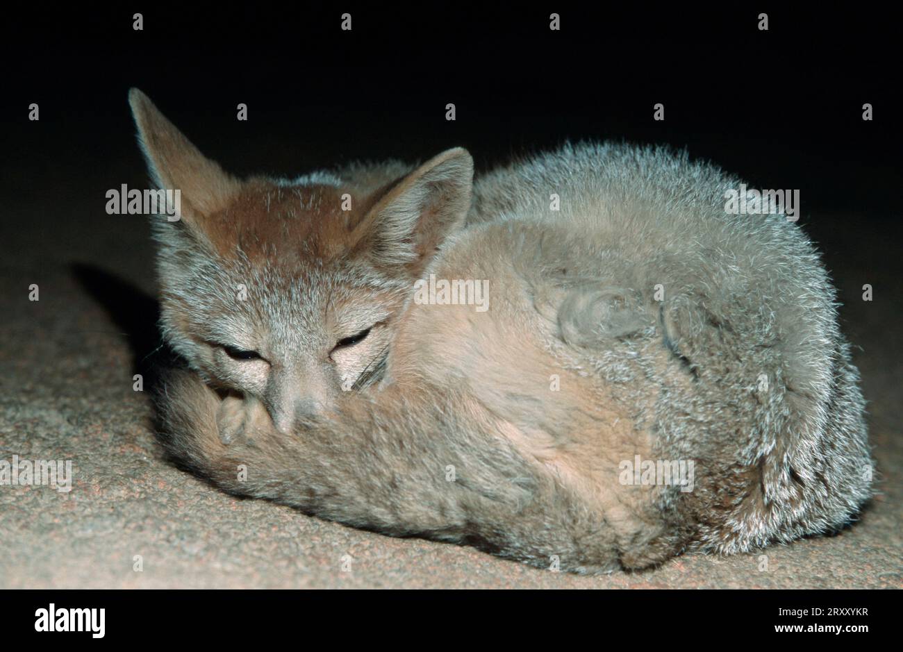 Swift Fox (Vulpes velox Stock Photo - Alamy