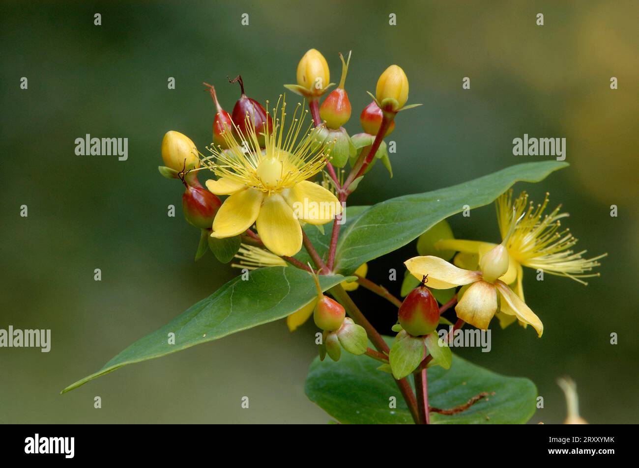 St. John's Wort 'Orange Flair' (Hypericum x inodorum Stock Photo - Alamy