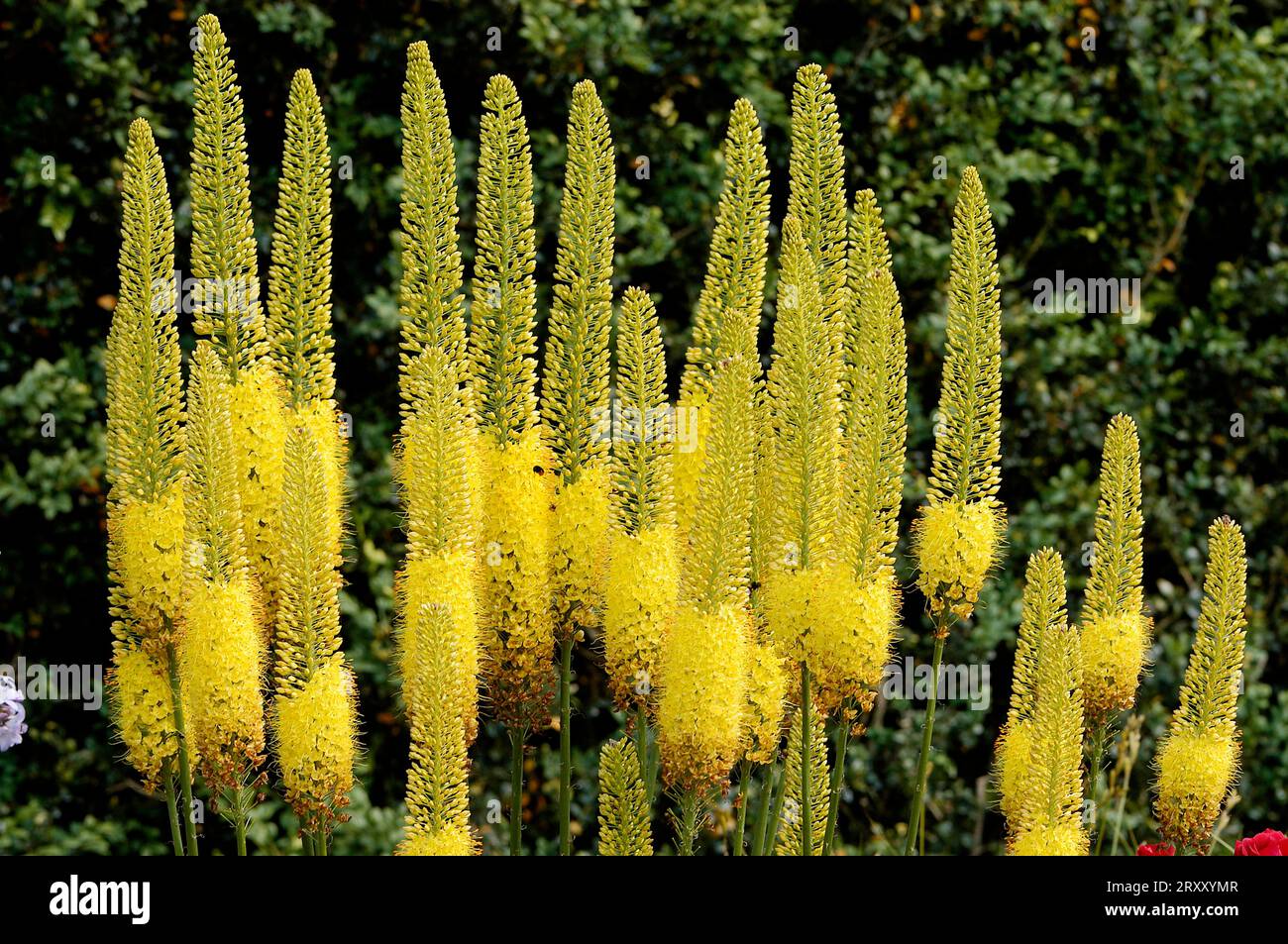 Eremurus stenophyllus (Eremurus bungei Stock Photo - Alamy