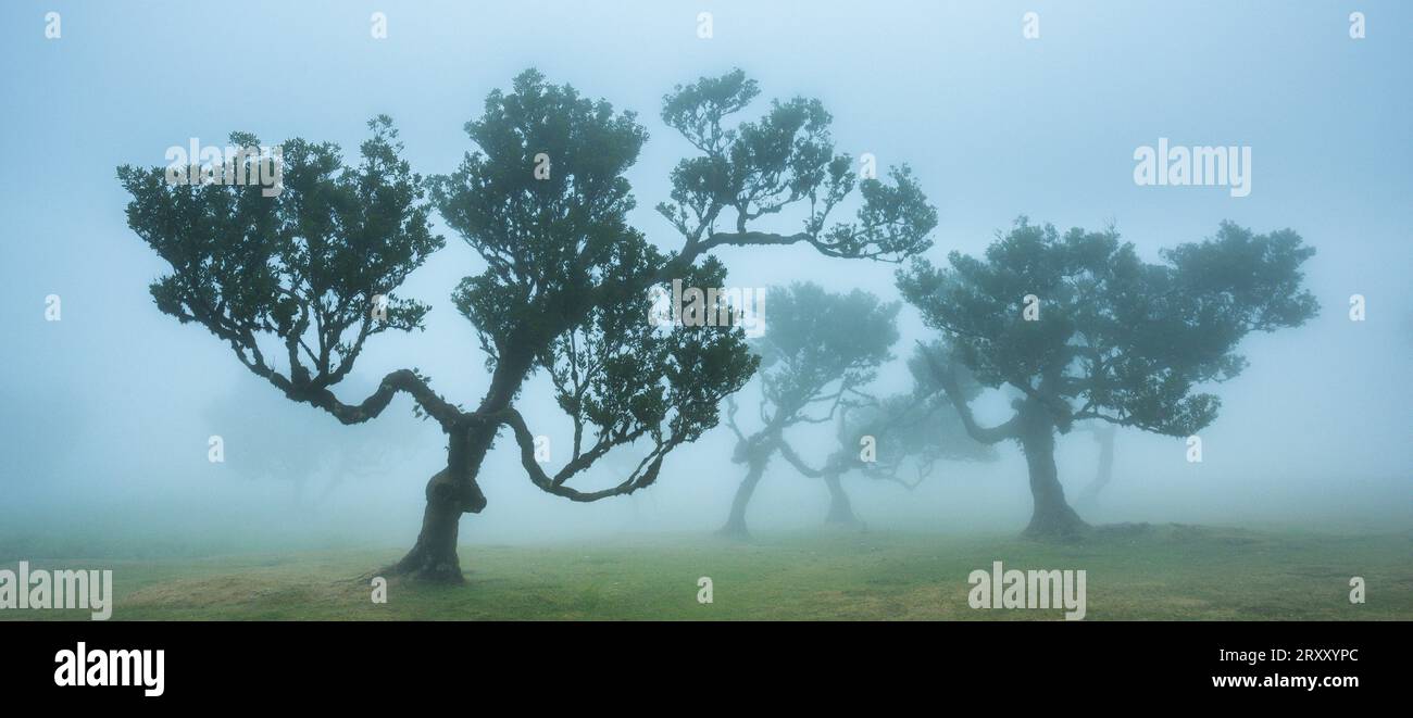 Fanal forest , old mystical tree in Madeira island, Unesco Stock Photo ...