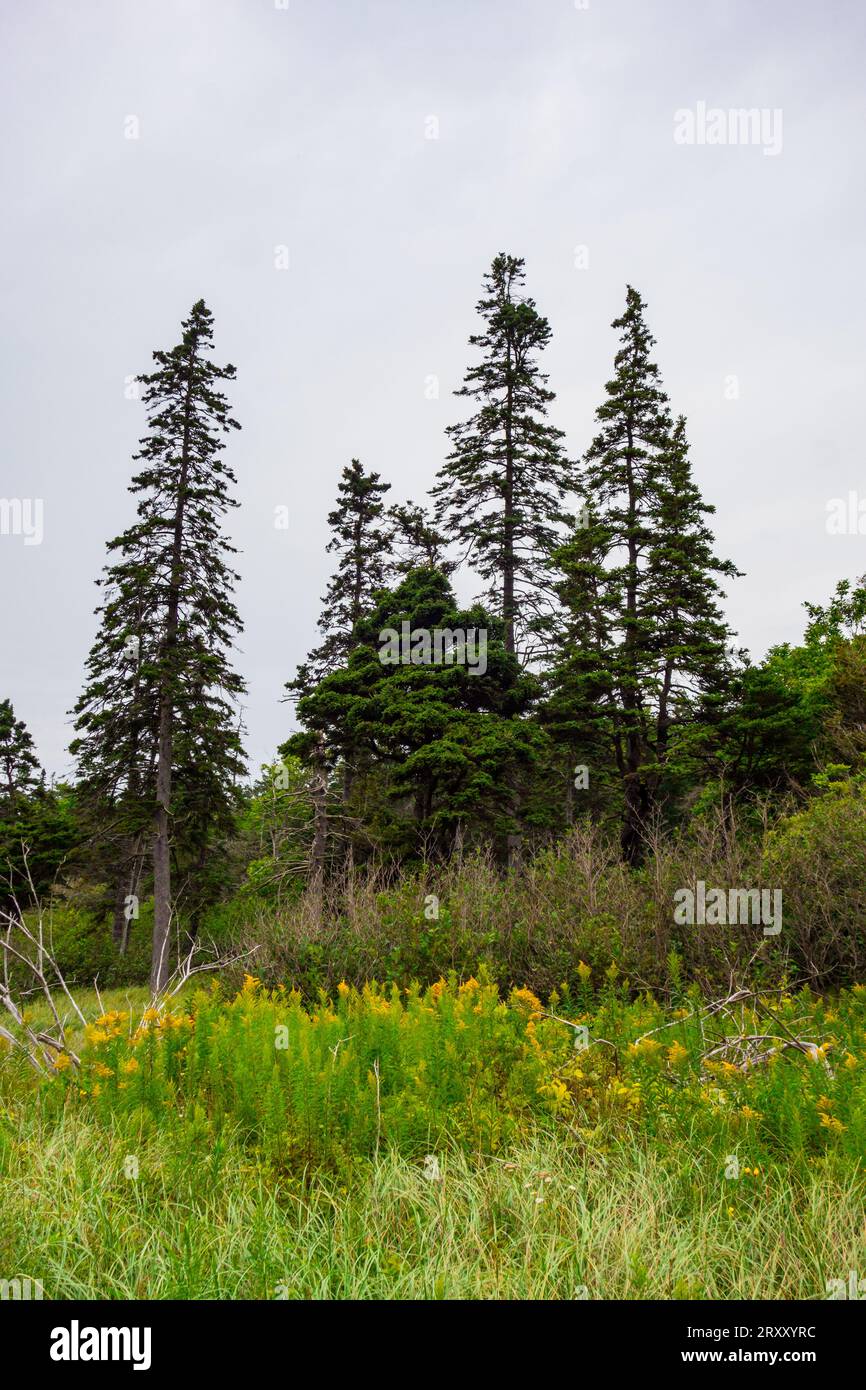 Tall grasses, wetlands, marshes, pine trees, sandy beaches, all seen ...