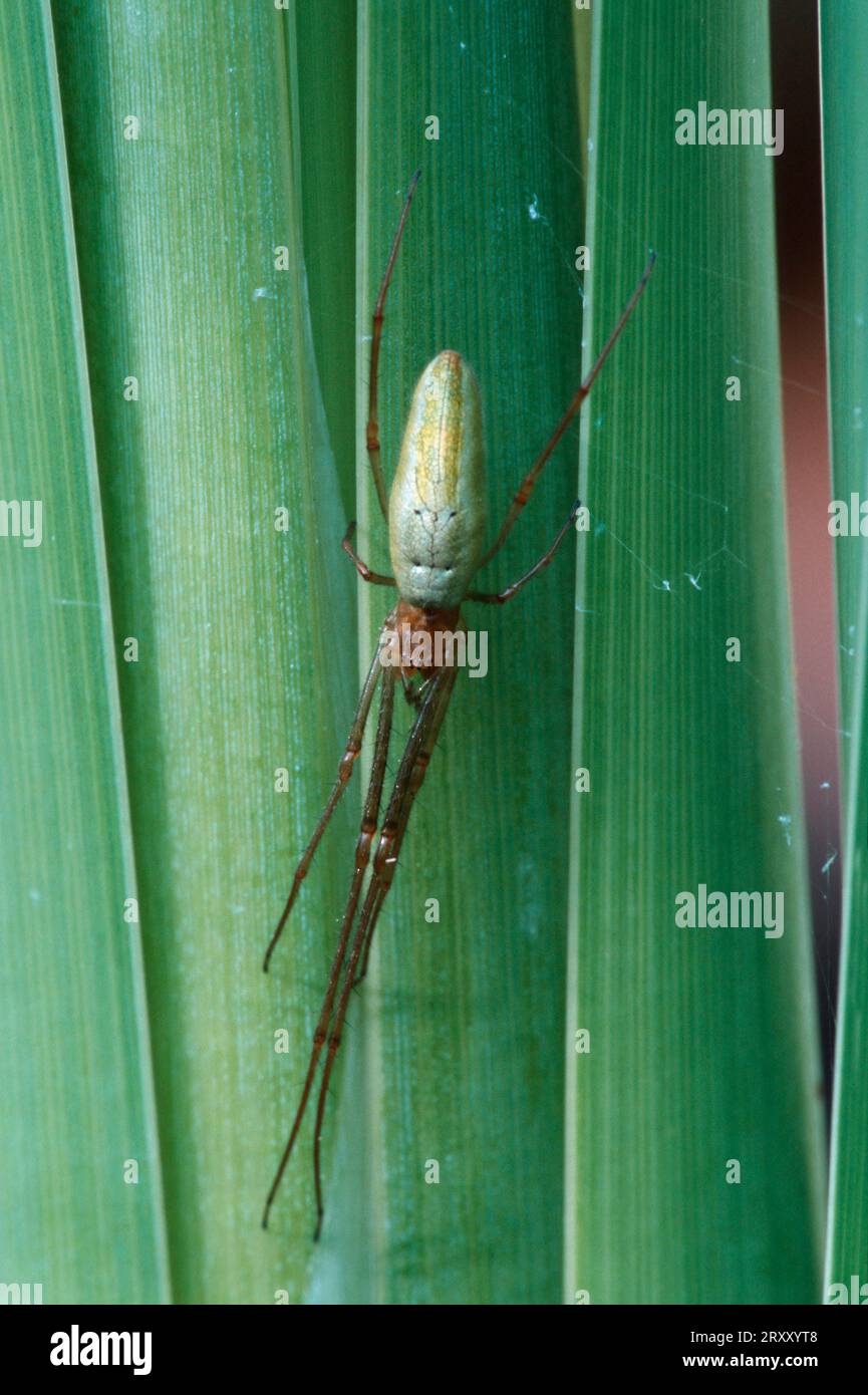 Long-jawed spider, common stretch-spider (Tetragnatha extensa), Germany ...