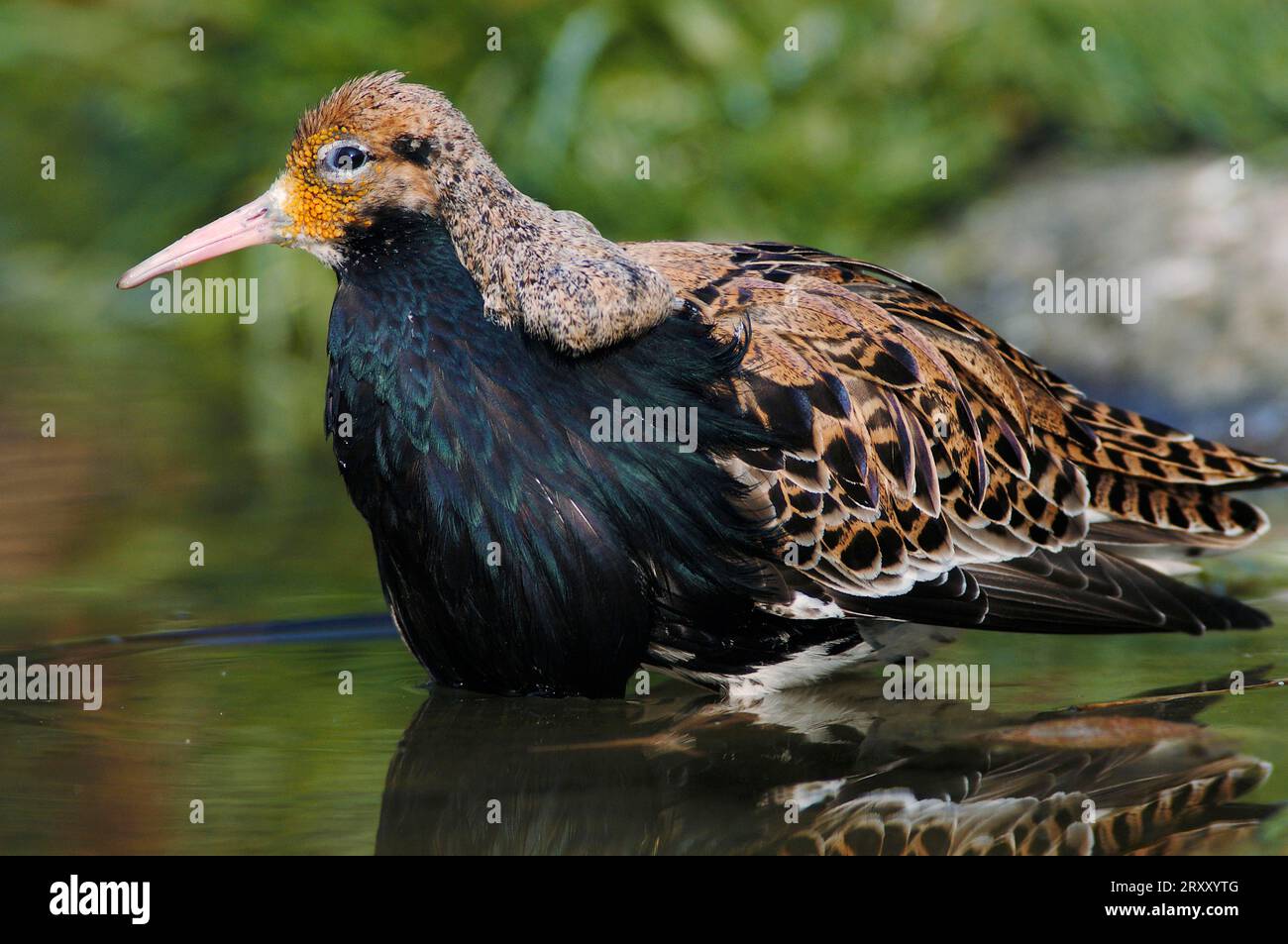 Male ruff sandpiper hi-res stock photography and images - Alamy