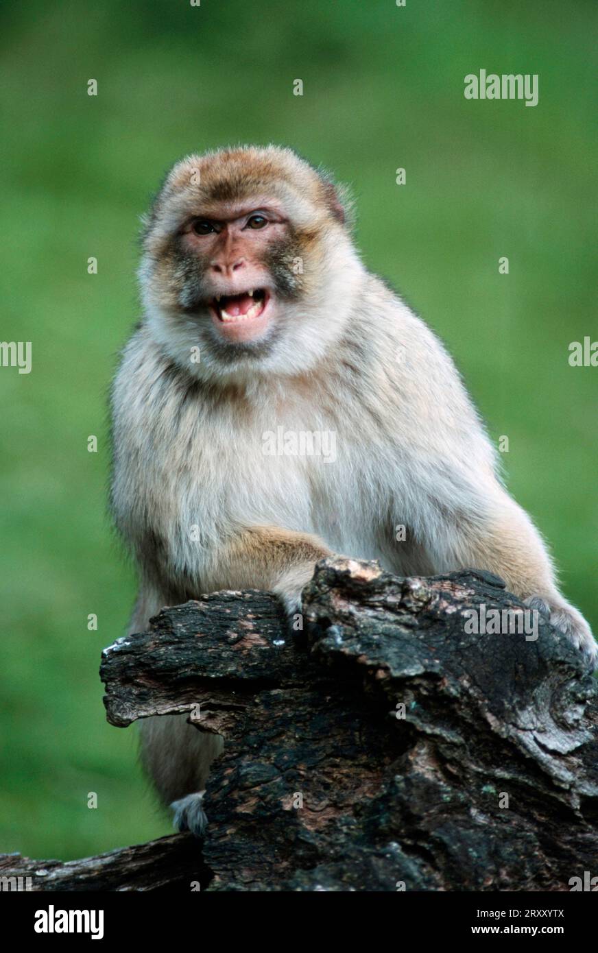 Barbary Monkey (Macaca sylvana Stock Photo - Alamy