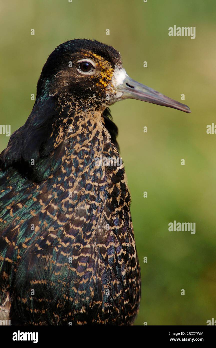 Male ruff sandpiper hi-res stock photography and images - Alamy