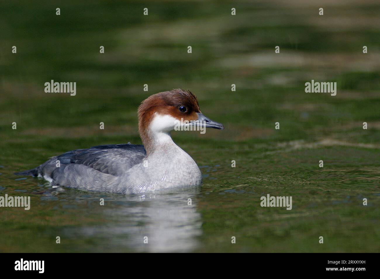 Smew (Mergus albellus), female (Mergellus albellus Stock Photo - Alamy