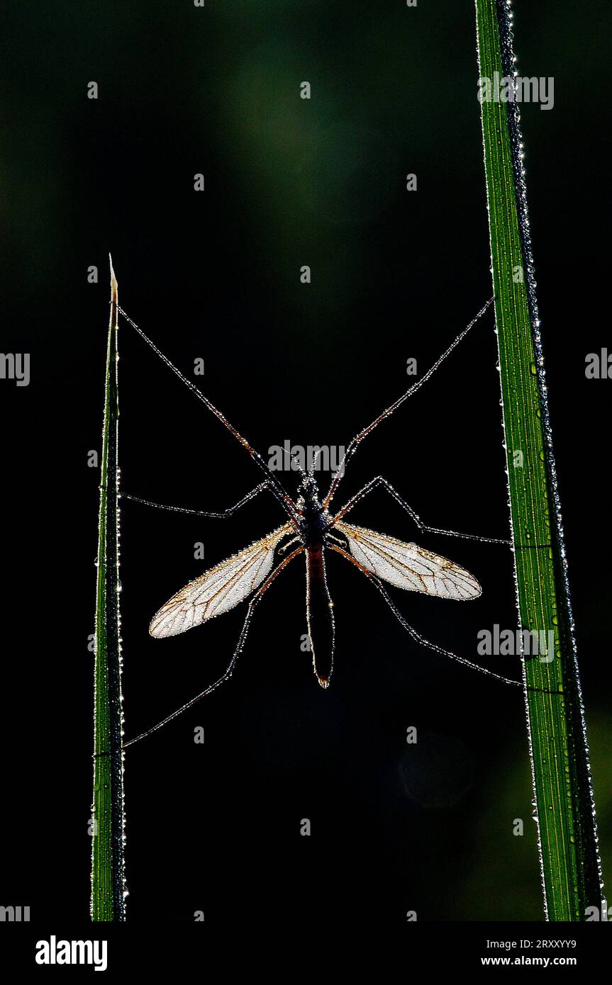 Crane fly with dewdrop, cabbage gnat (Tipula oleracea), Germany Stock ...