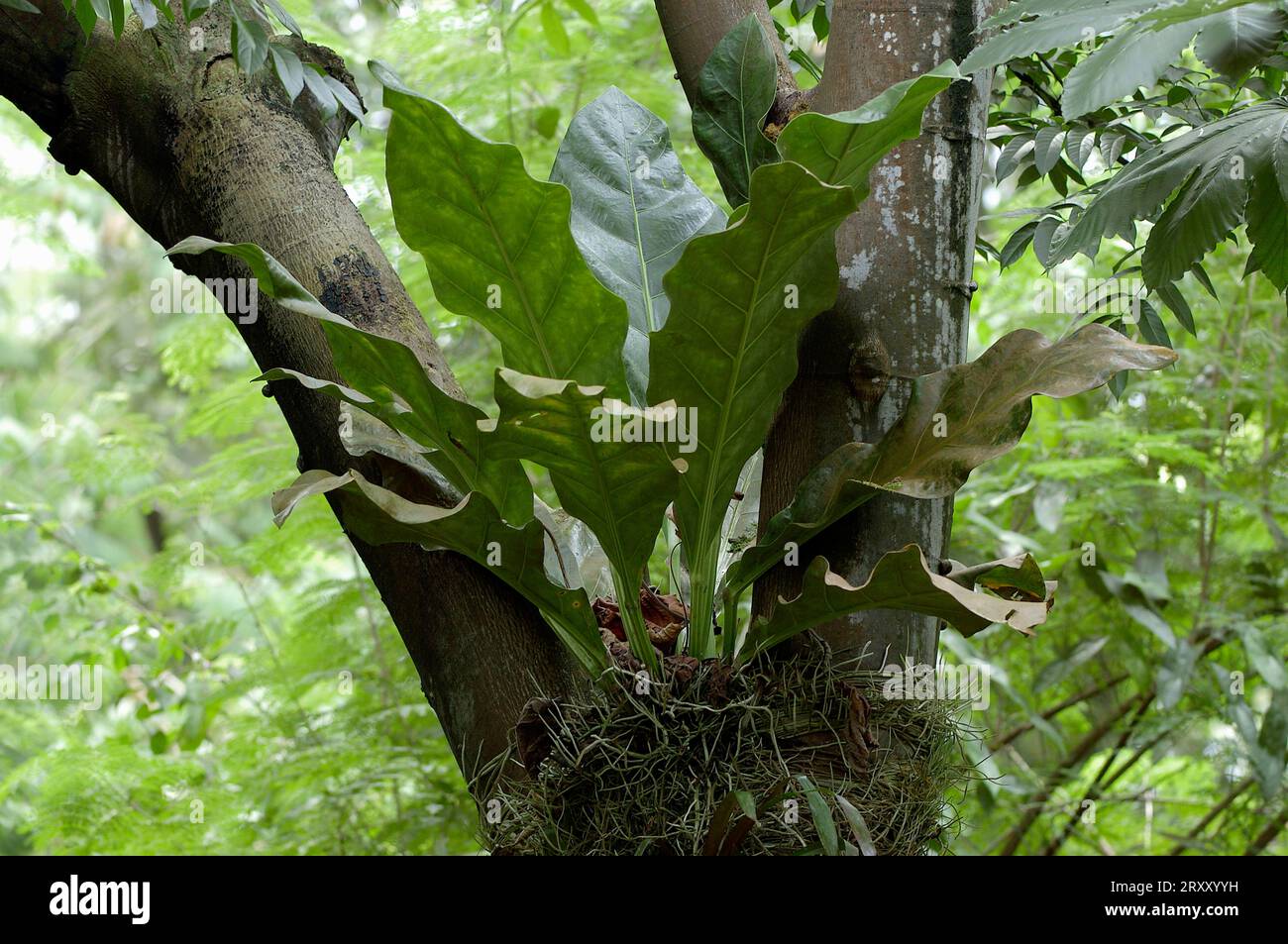 Bird's nest fern (Asplenium nidus Stock Photo - Alamy