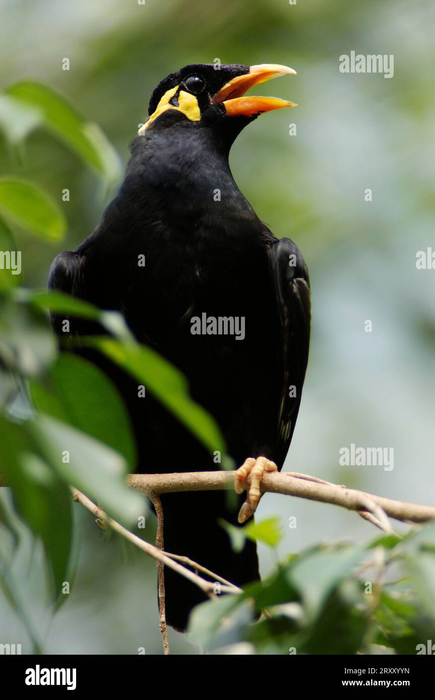 Southern crackle (Gracula religiosa Stock Photo - Alamy
