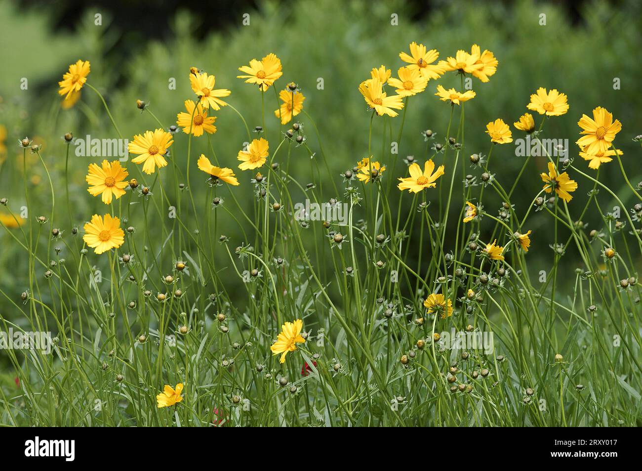 Lanceolate Coreopsis (Coreopsis grandiflora Stock Photo - Alamy