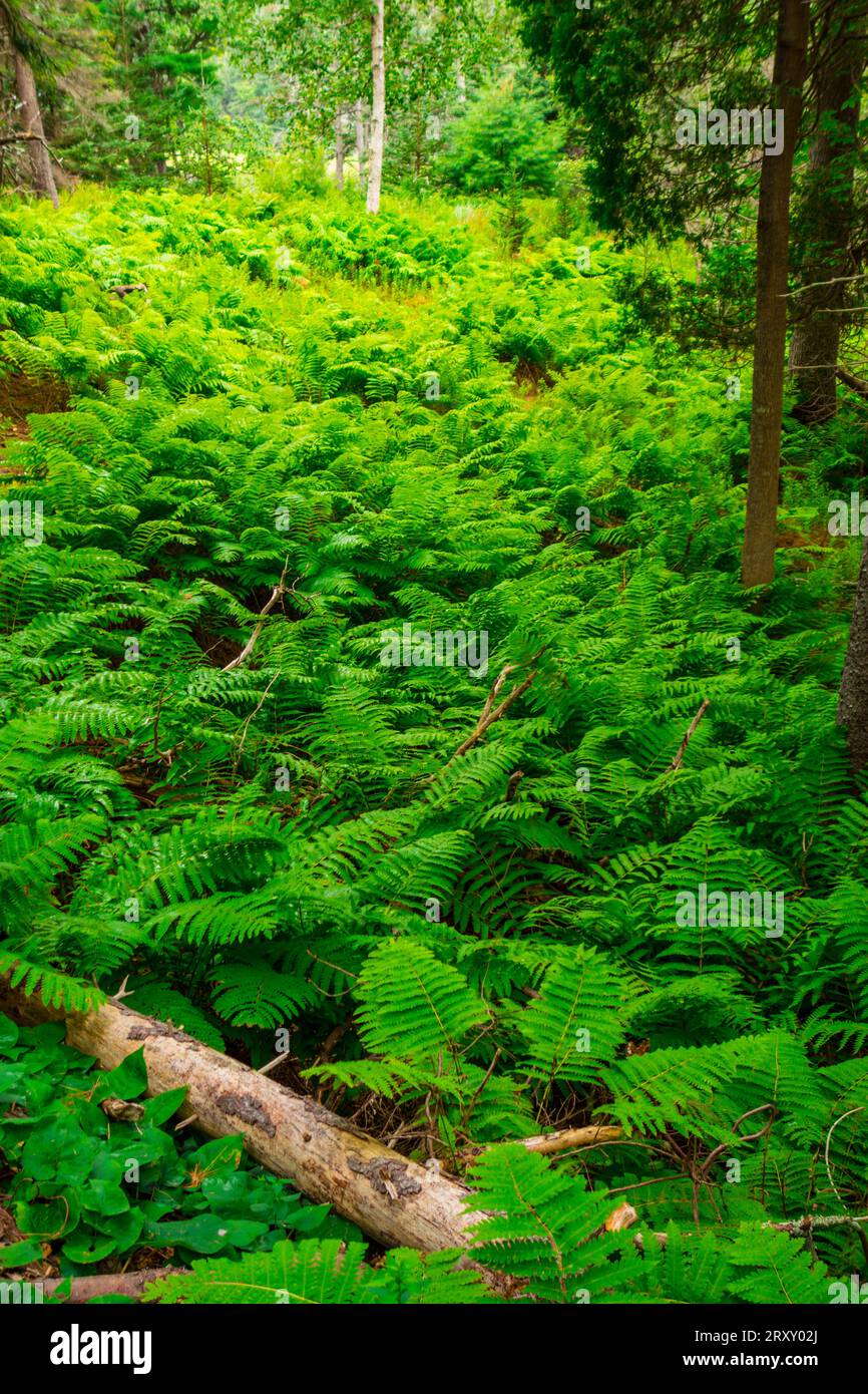 Views of plants and large ferns on the Carriage Trail hiking path in an ...