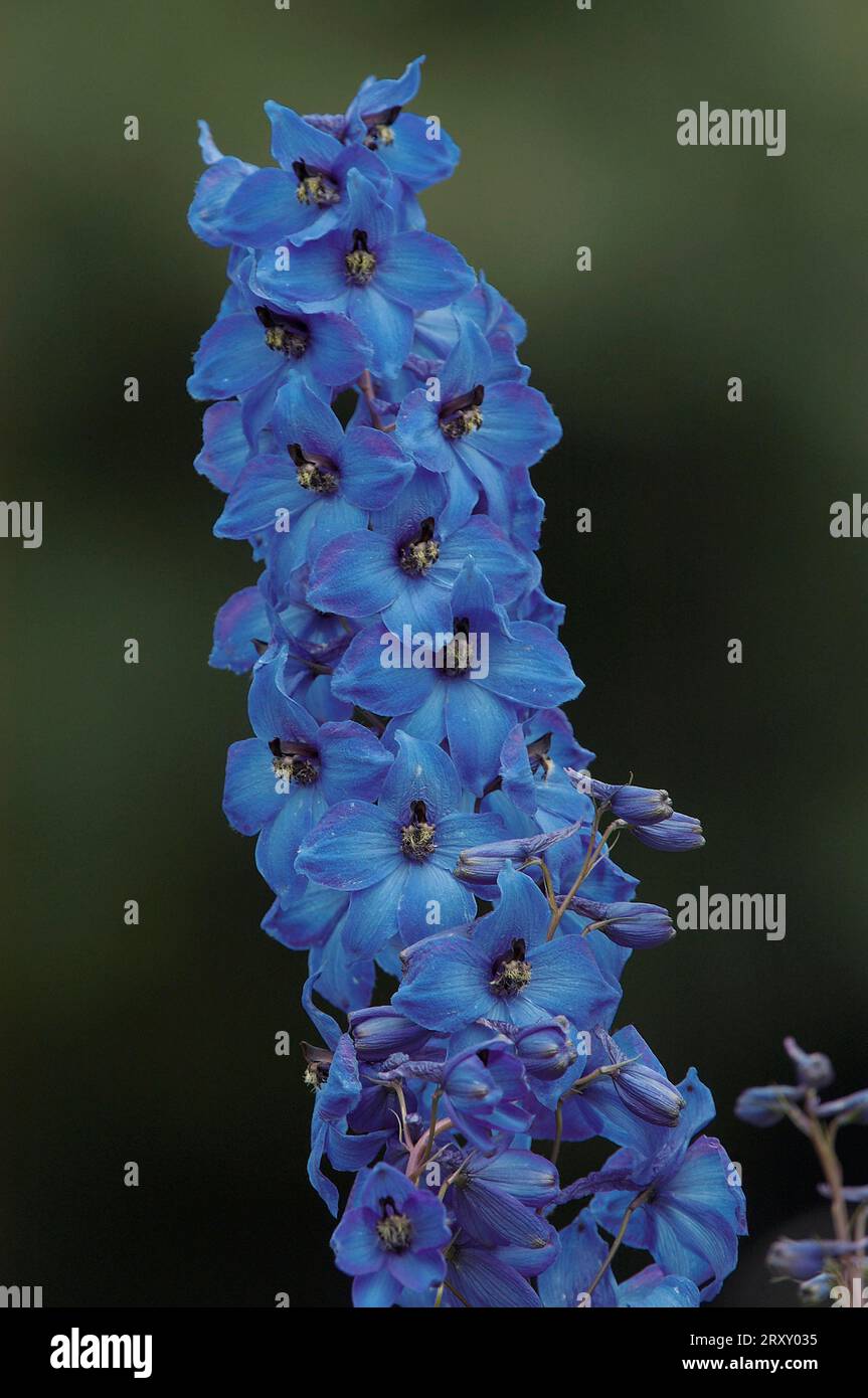 Delphinium (Delphinium x cultorum Stock Photo - Alamy
