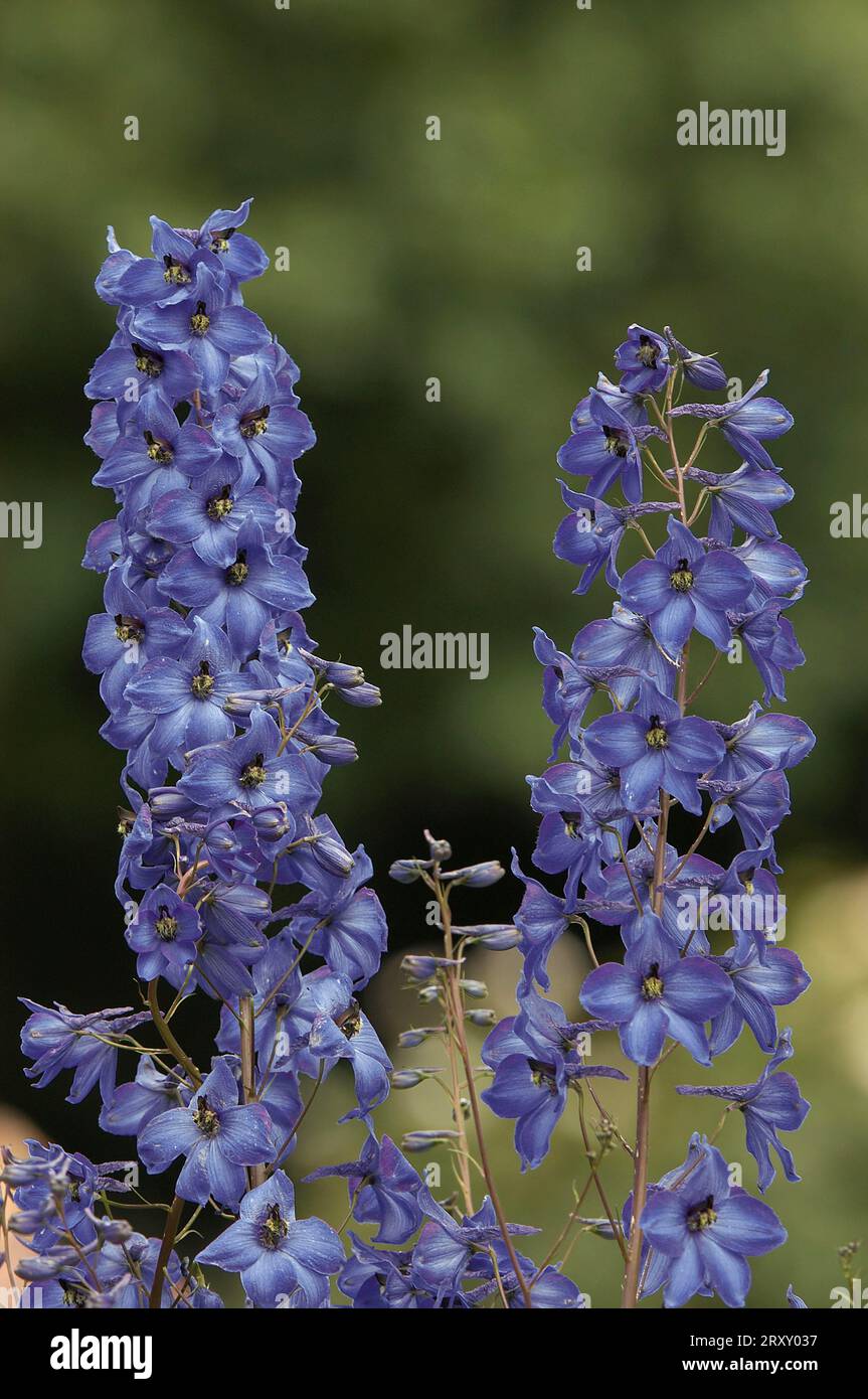 Delphinium (Delphinium x cultorum Stock Photo - Alamy
