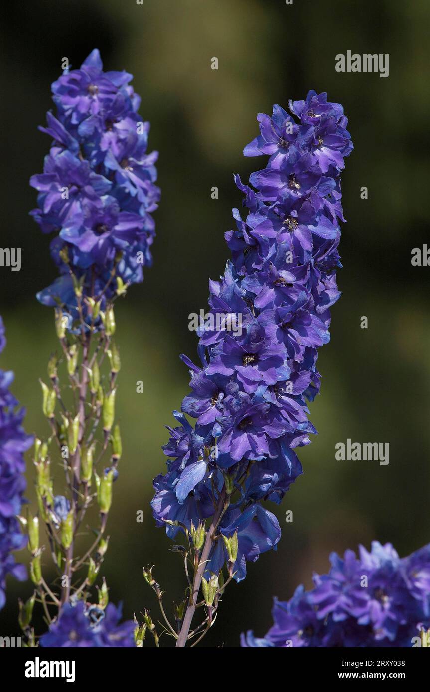 Delphinium (Delphinium x cultorum Stock Photo - Alamy