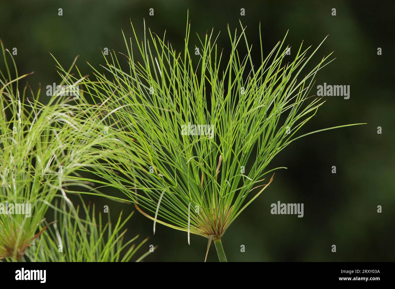 Papyrus sedge (Cyperus papyrus Stock Photo - Alamy