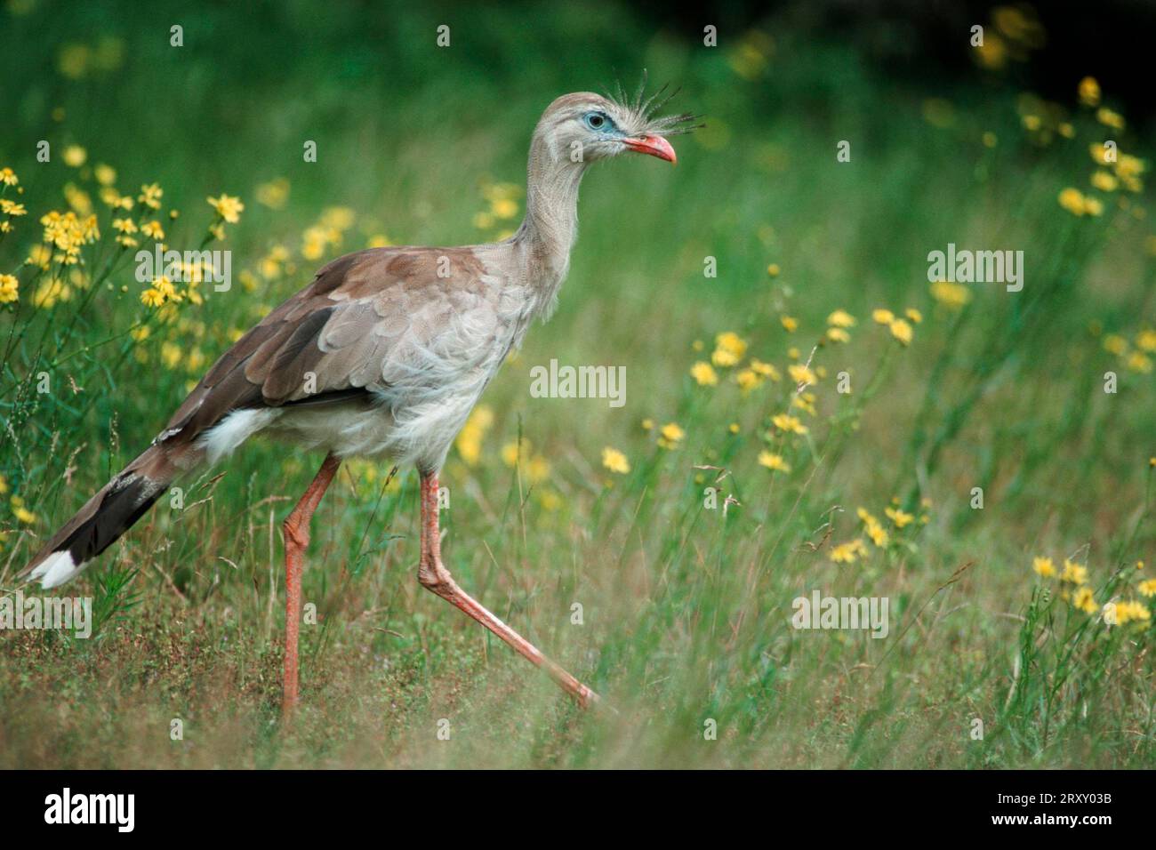 Red-legged red-legged seriema (Cariama cristata), Seriema, lateral ...