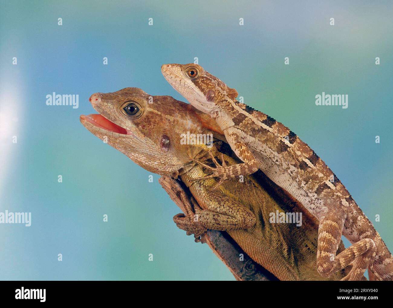 Brown Basilisks (Basiliscus vittatus Stock Photo - Alamy