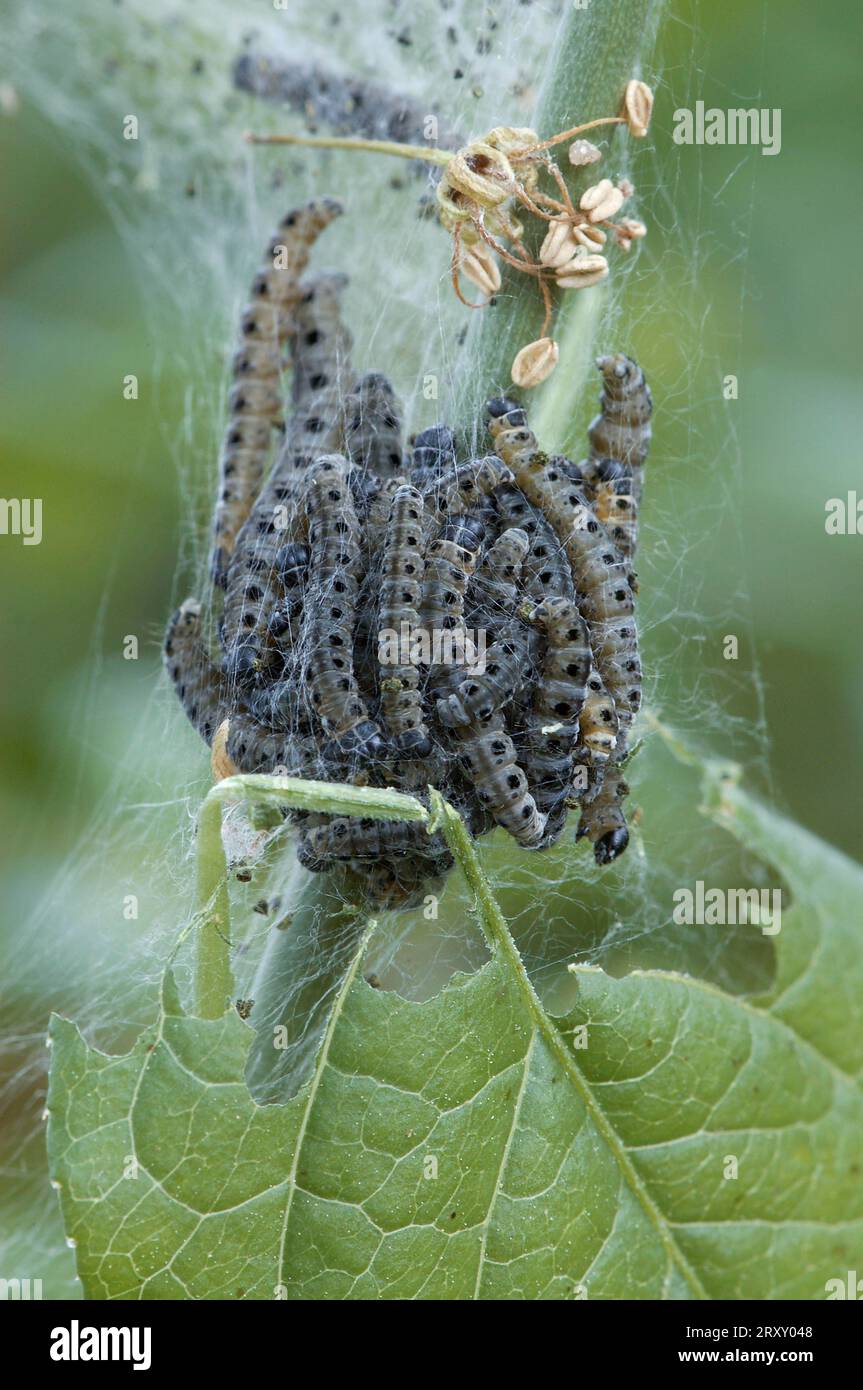 Fruit tree ermine, caterpillars, orchard ermine (Yponomeuta padella ...