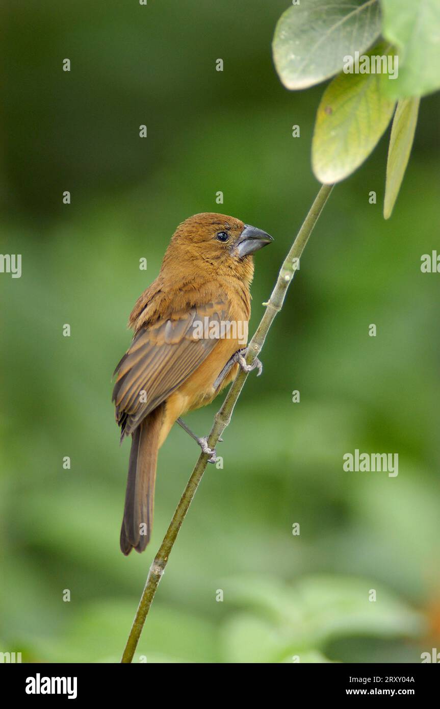 Ultramine Grosbeak, female, Ultramine Grosbeak (Cyanocompsa brissonii ...