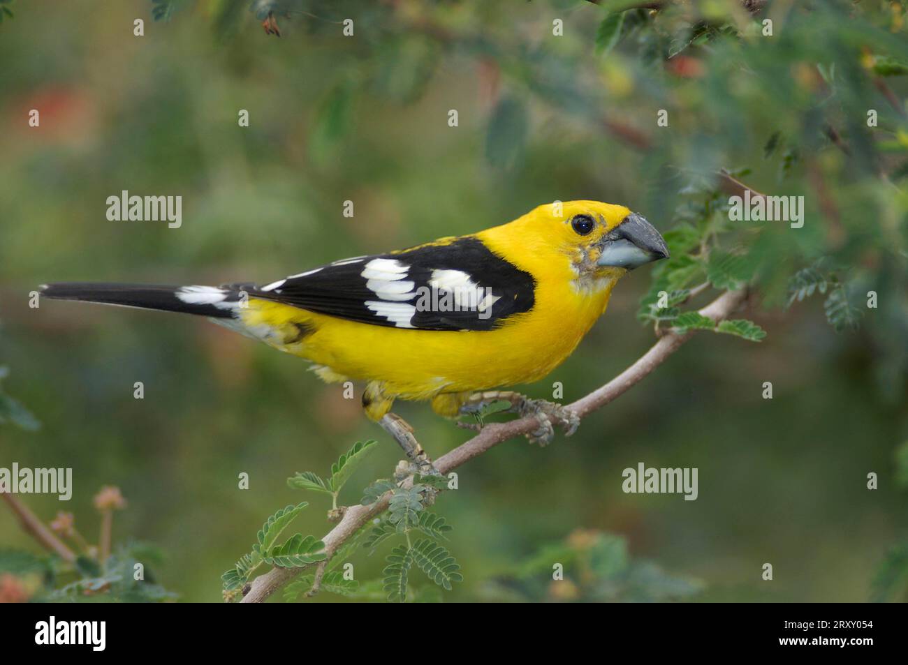Yellow grosbeak (Pheucticus chrysopeplus), male Stock Photo - Alamy