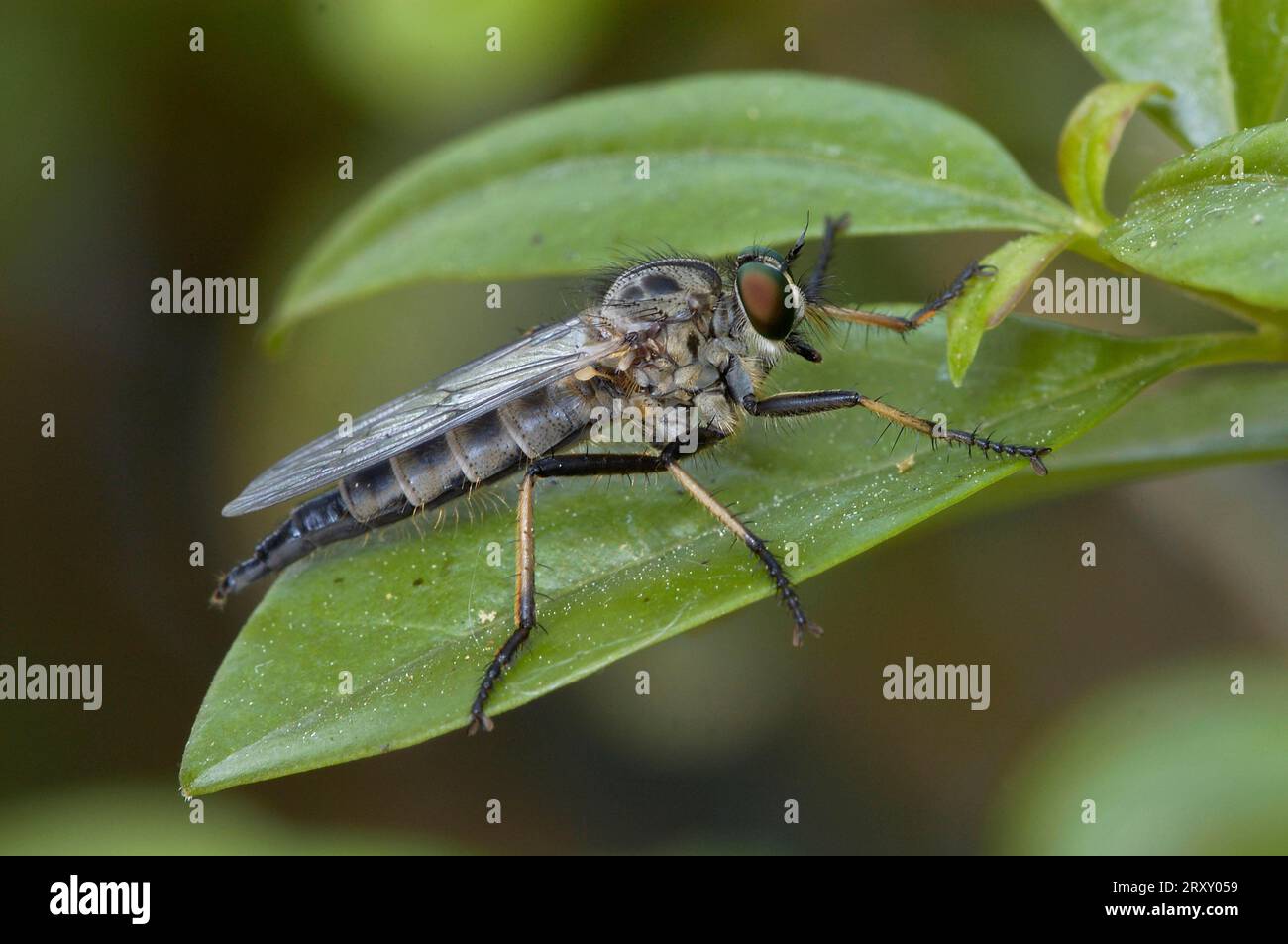 Common awl hawk moth, common awl robberfly (Neoitamus cyanurus ...