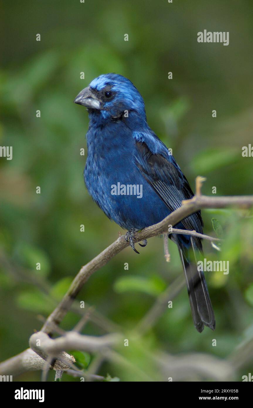 Ultramine Grosbeak, male, Ultramine Grosbeak (Cyanocompsa brissonii ...