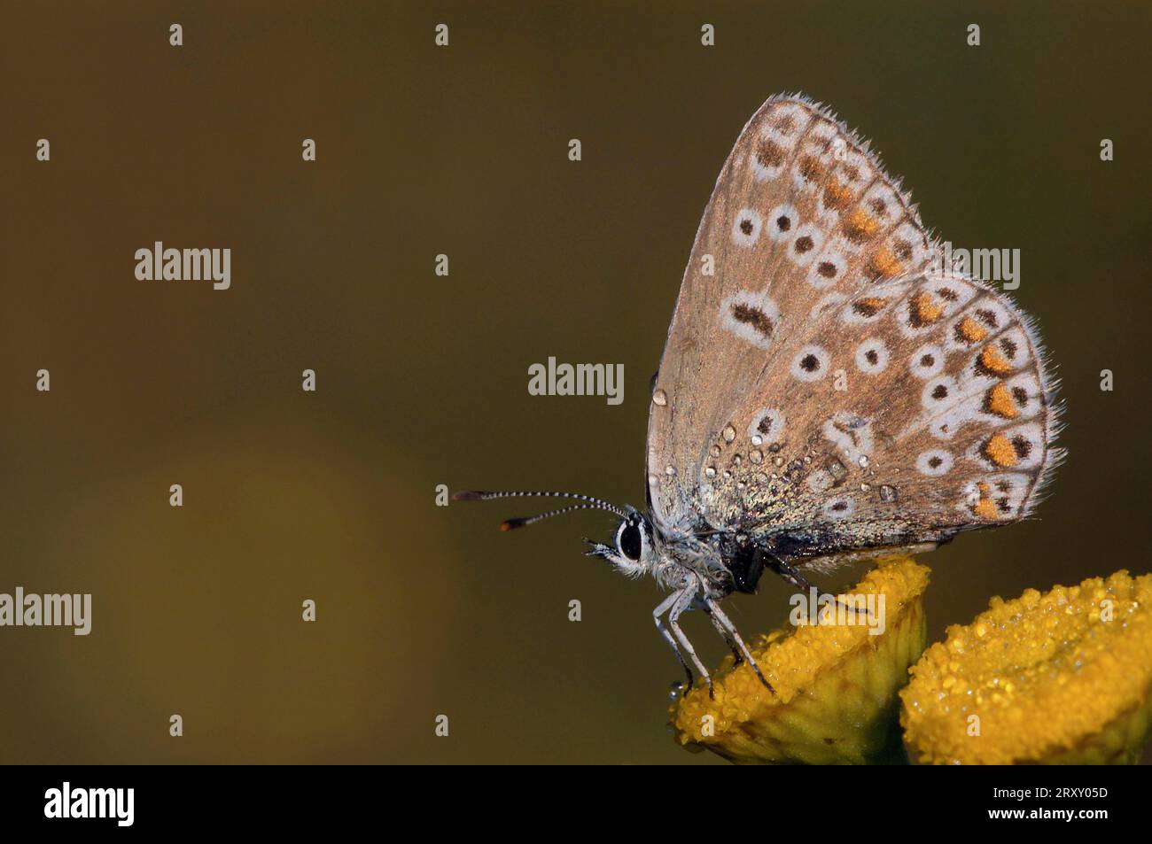 Common Blue, female, common blue butterfly (Polyommatus icarus ...