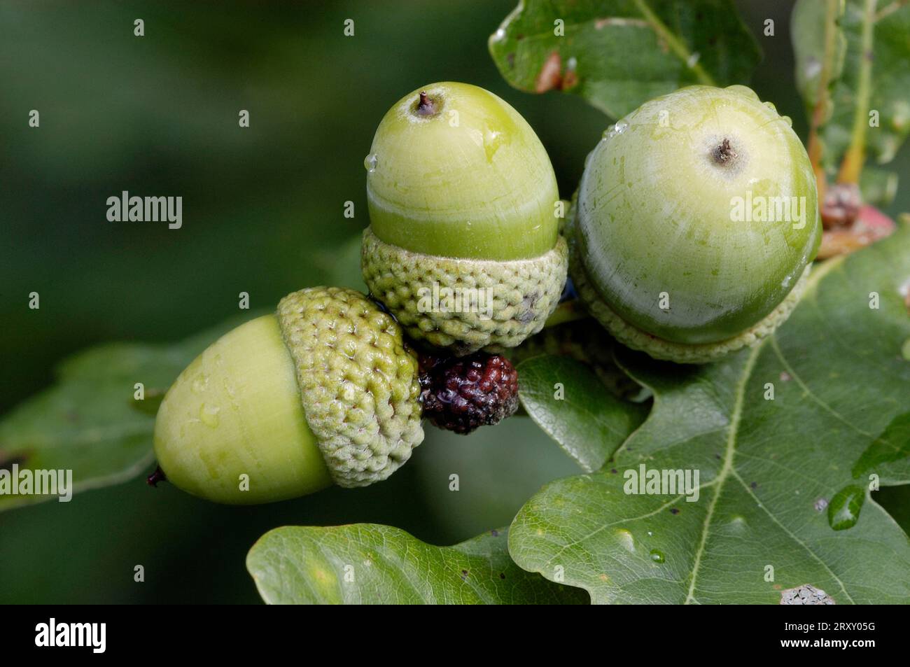 Hairy oak, downy oak (Quercus pubescens), North Rhine-Westphalia ...