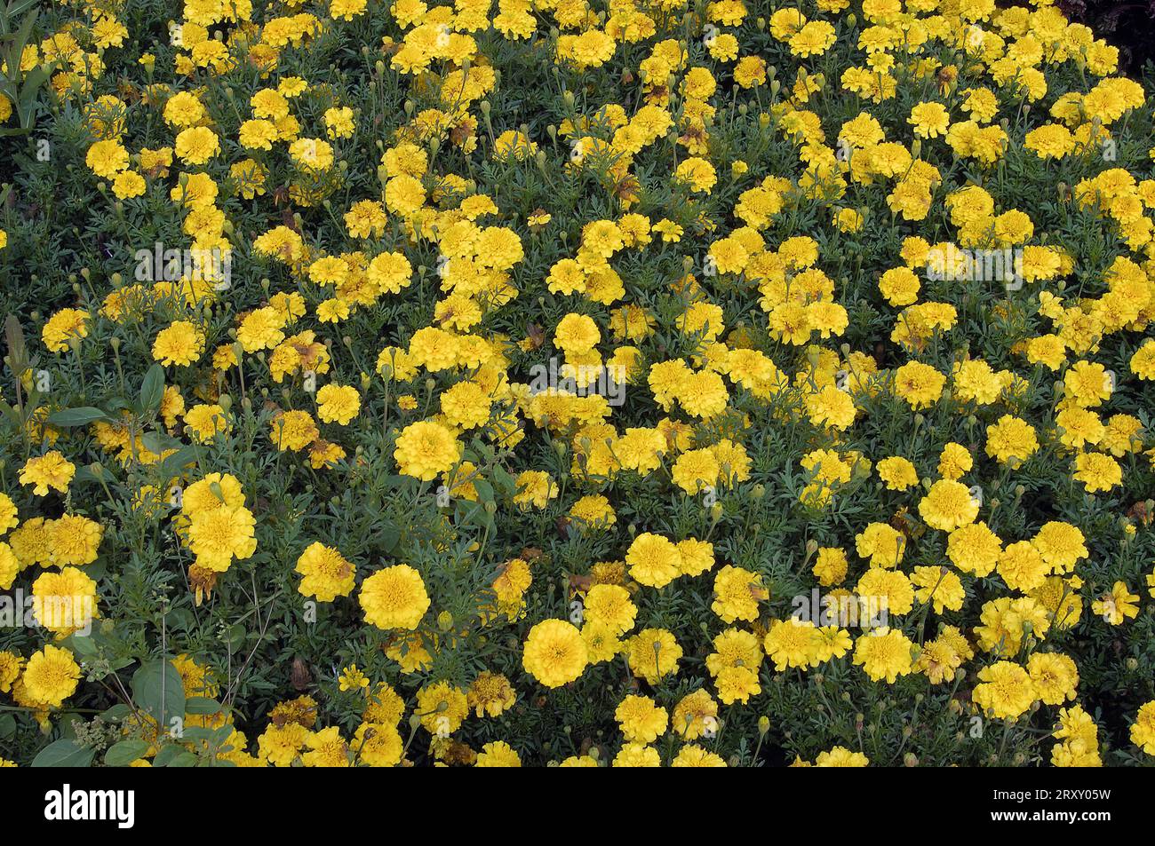Marigolds (Tagetes patula hybrid Stock Photo - Alamy