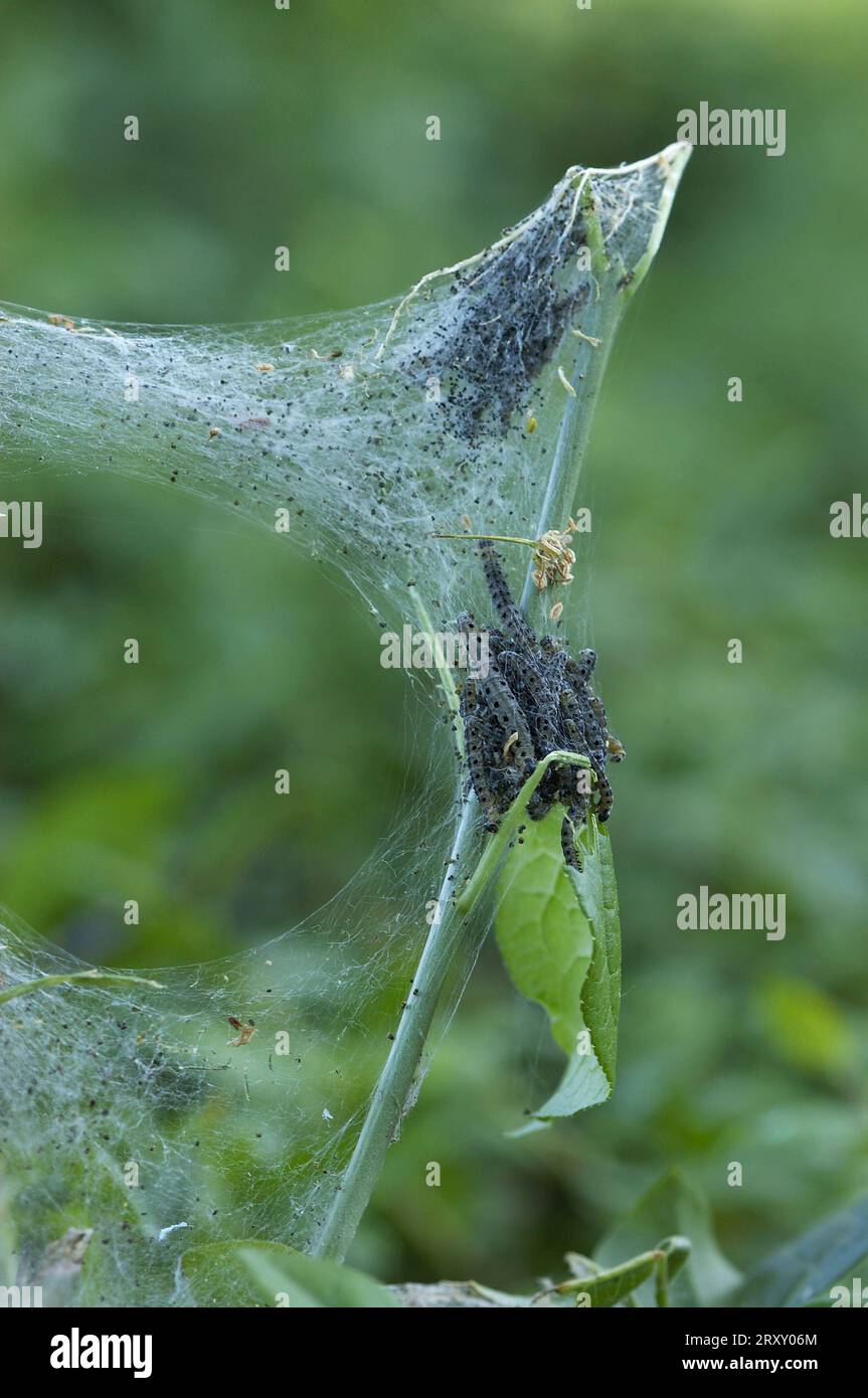 Fruit tree ermine, caterpillars, orchard ermine (Yponomeuta padella ...
