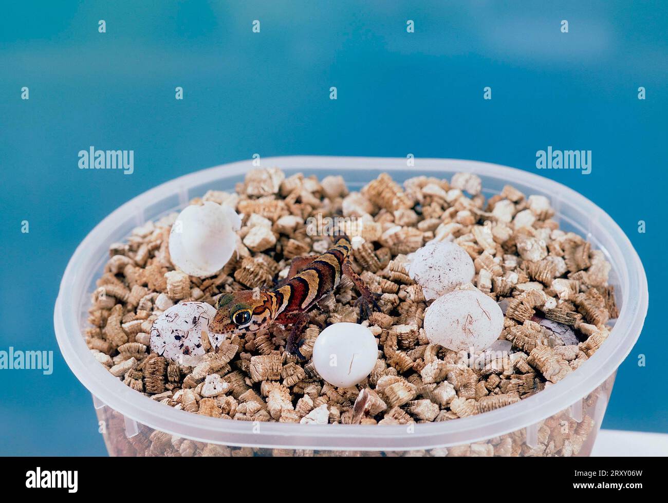Freshly hatched Madagascar large-headed gecko and eggs (Paroedura ...