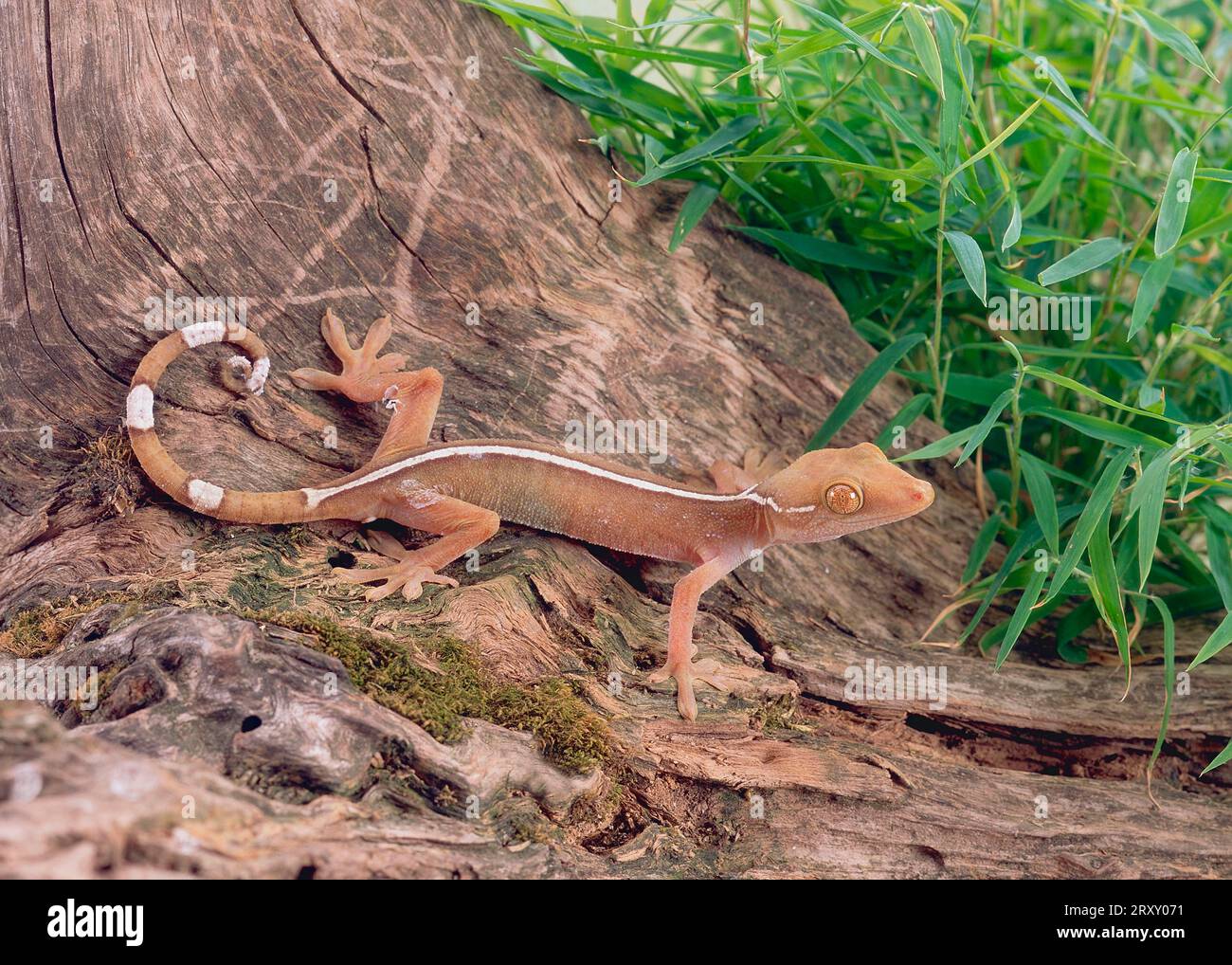 Striped gecko hi-res stock photography and images - Alamy
