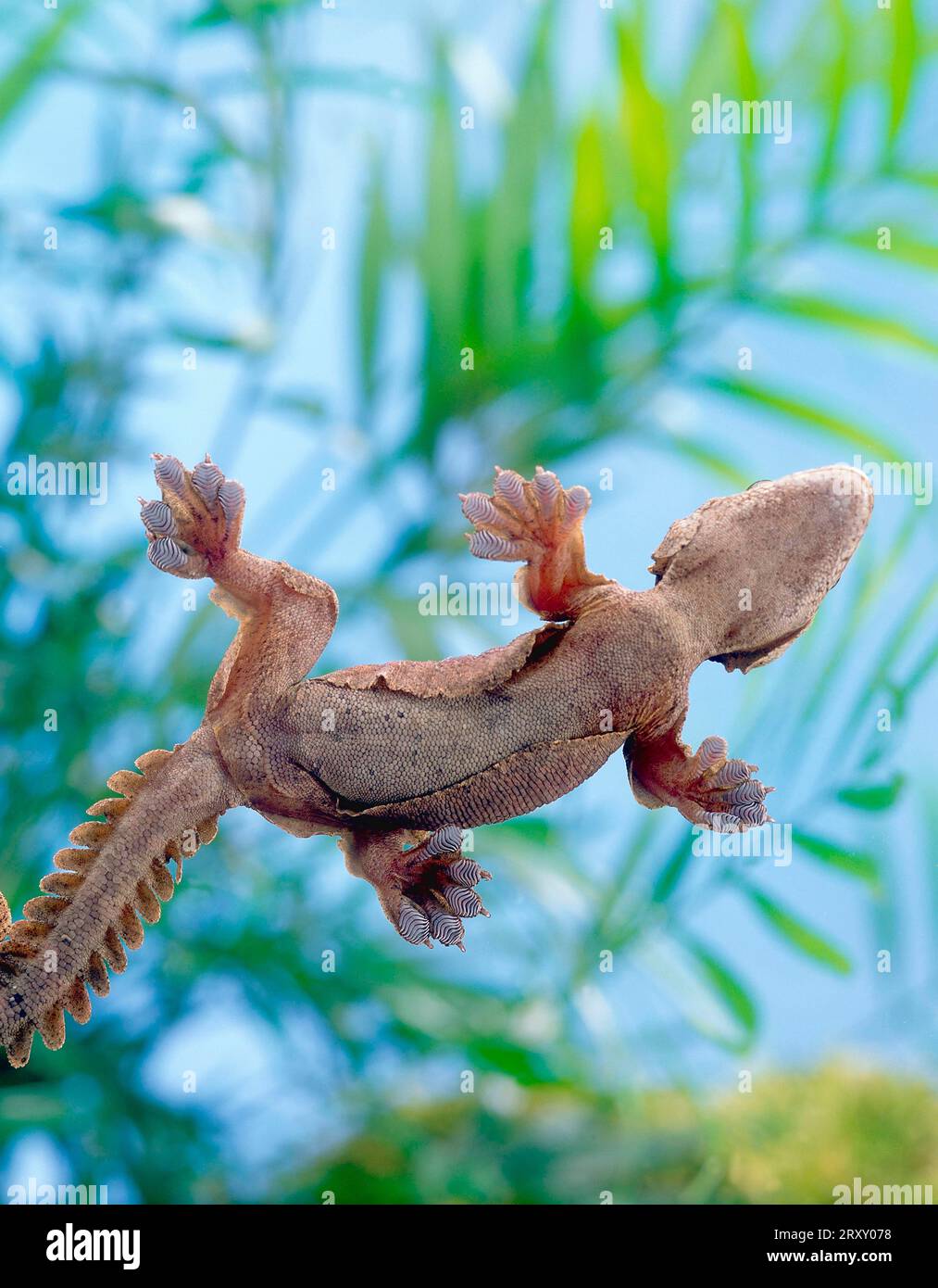 Flying gecko (Ptychozoon kuhli Stock Photo - Alamy