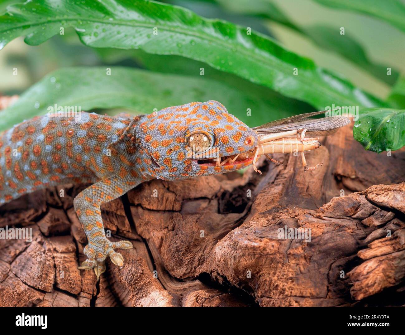 Tokay gecko (Gekko gecko) eats grasshopper Stock Photo - Alamy