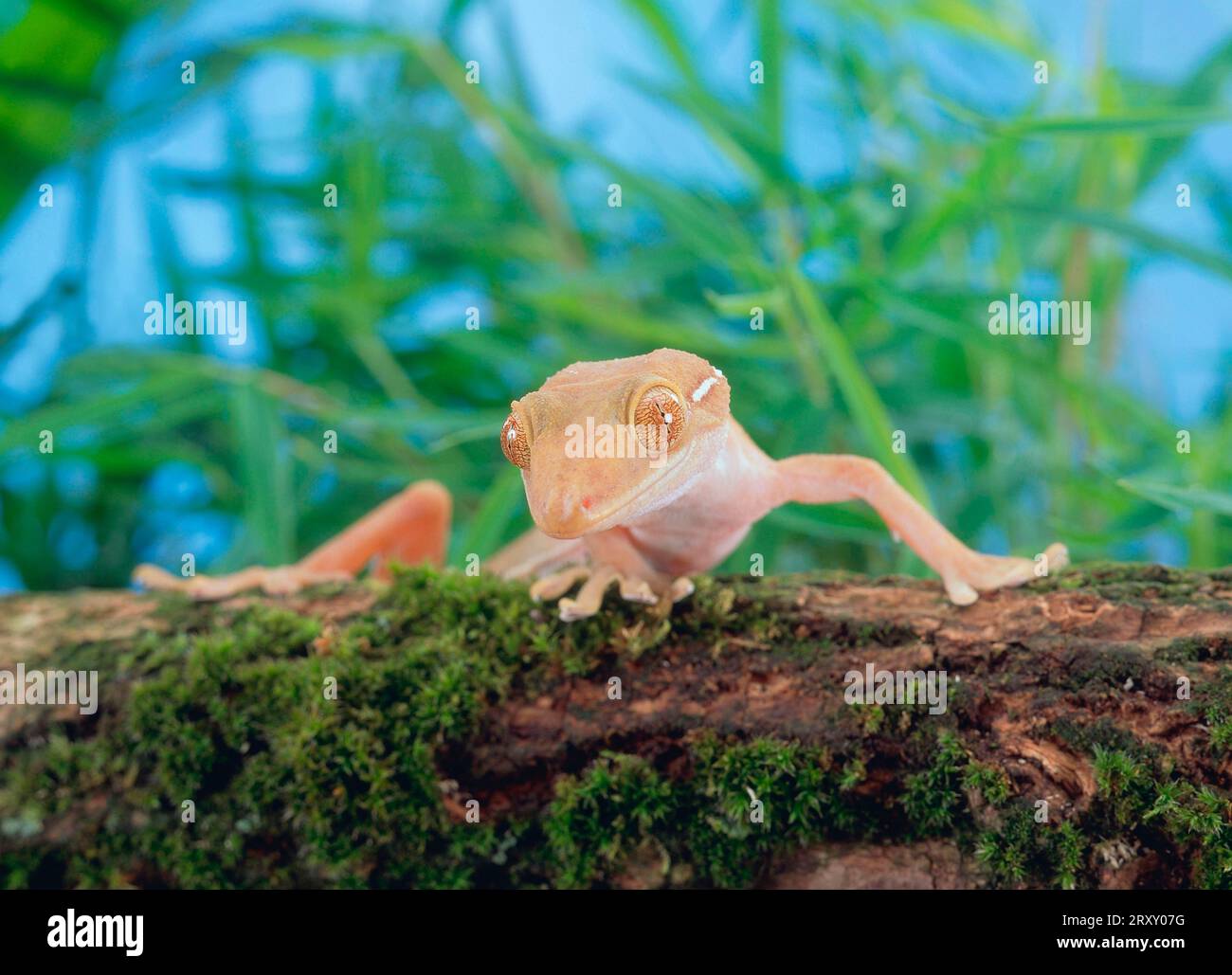 Striped gecko hi-res stock photography and images - Alamy