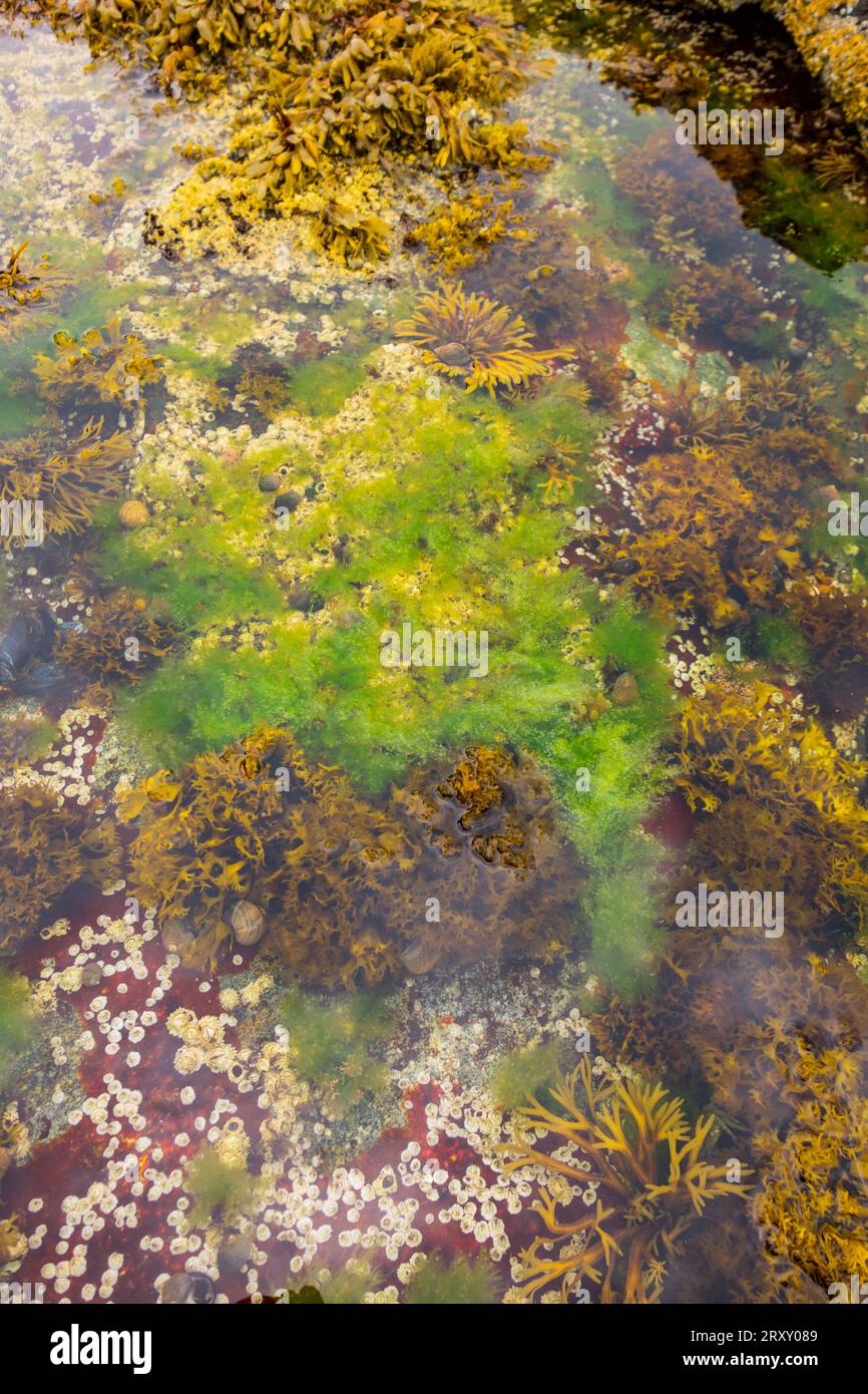 Colorful tide pools in Acadia National Park in Bar Harbor Maine Stock ...