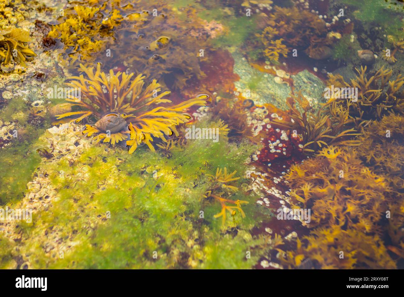 Colorful tide pools in Acadia National Park in Bar Harbor Maine Stock ...