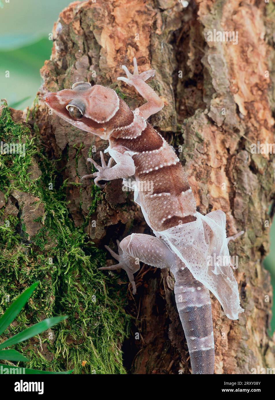 Medium forest gecko, cast skin (Cyrtodactylus intermedius Stock Photo ...