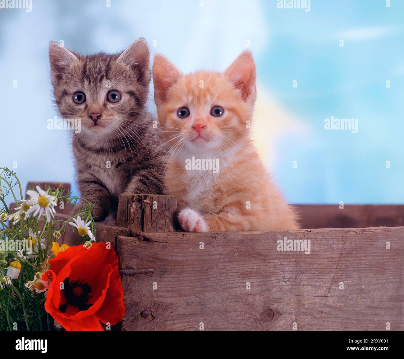 House cats, kittens Stock Photo - Alamy