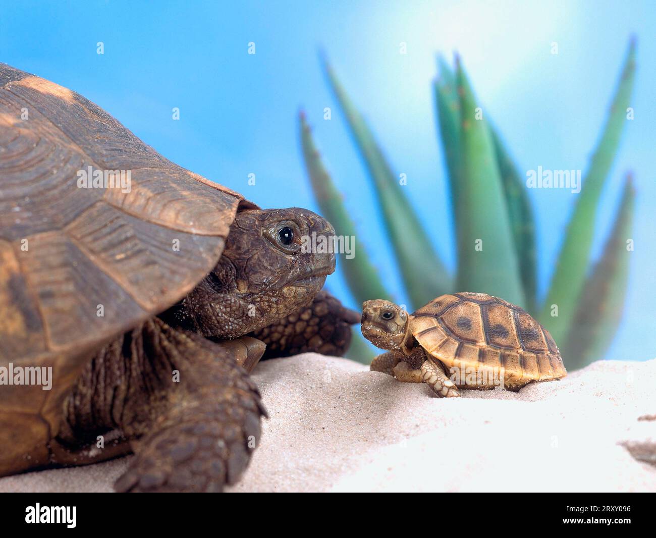 Hermann's tortoise (Testudo hermanni) with hatchling, Greek tortoise ...