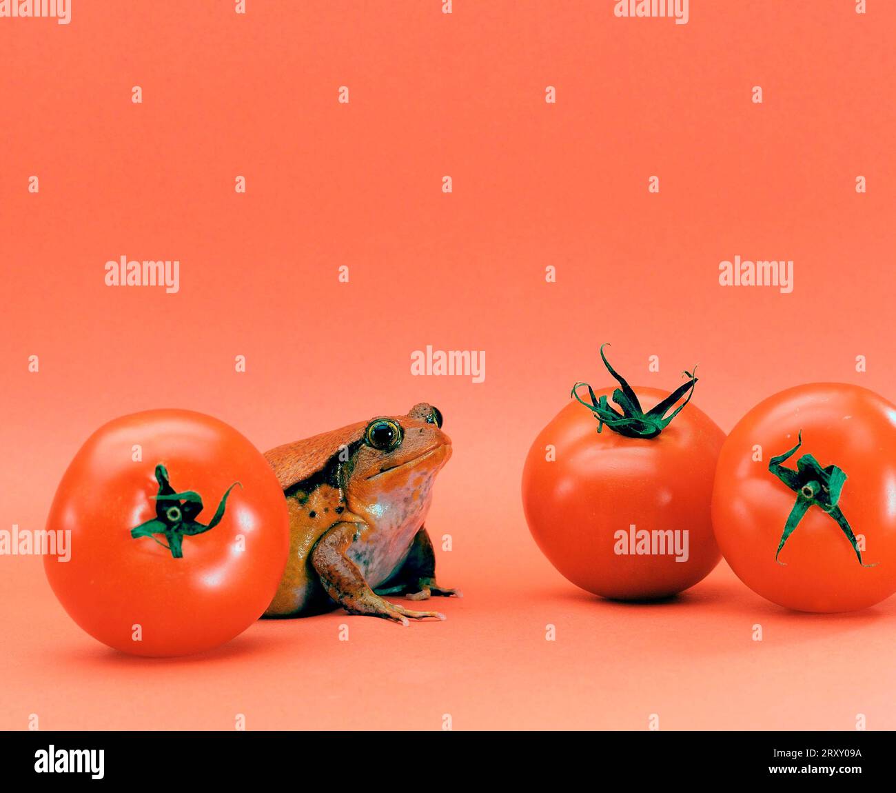 Tomato Frog (Dyscophus antongilii) with tomatoes Stock Photo - Alamy