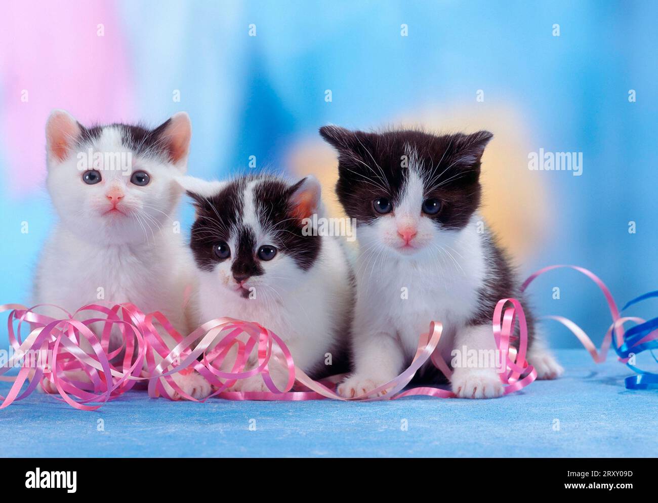 House cats hi-res stock photography and images - Alamy