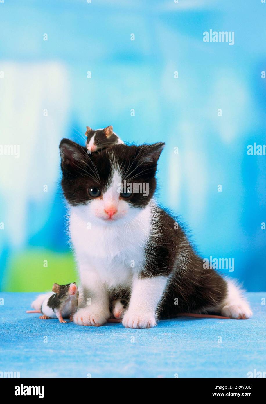 Domestic cat, kittens and coloured mice, detachable Stock Photo - Alamy