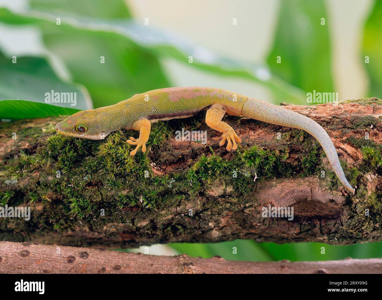 Phelsuma lineata hi-res stock photography and images - Alamy
