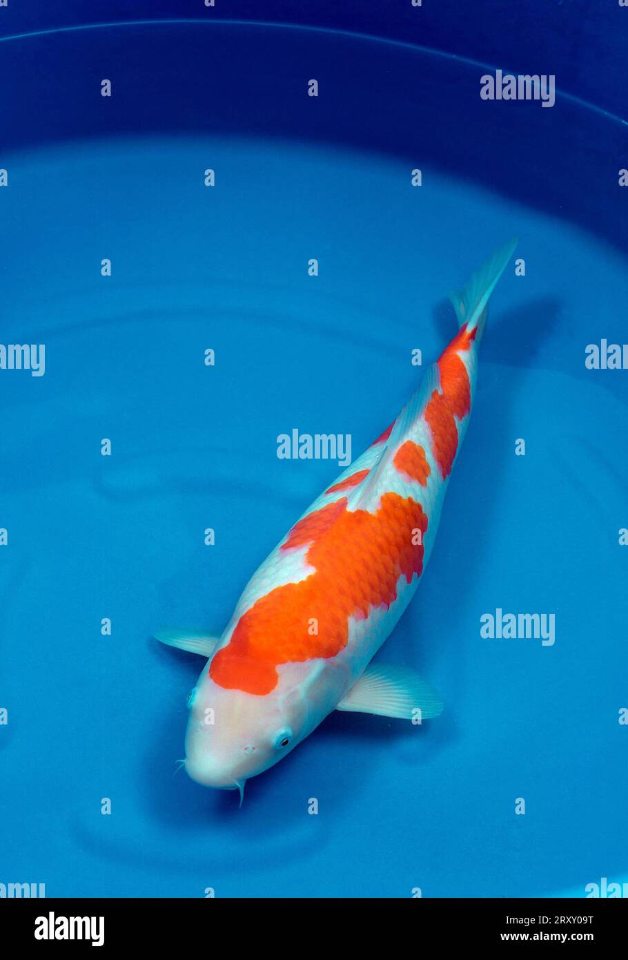 Koi, koi carp, kohaku koi, colour common carp (Cyprinus carpio), indoor ...