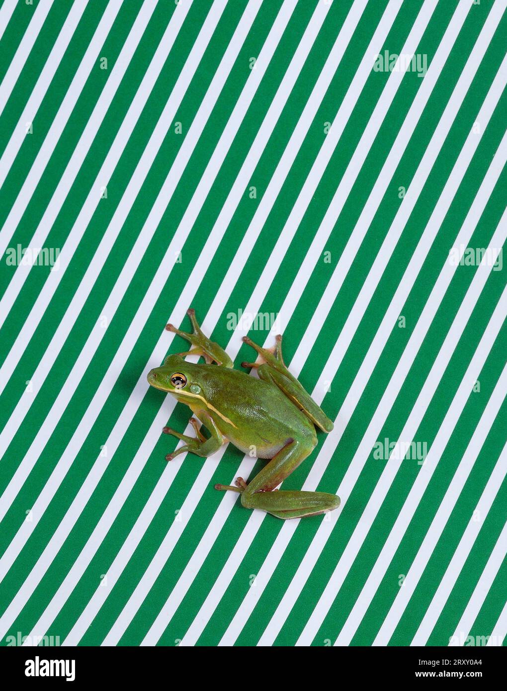 Green Tree Frog (Hyla cinerea Stock Photo - Alamy