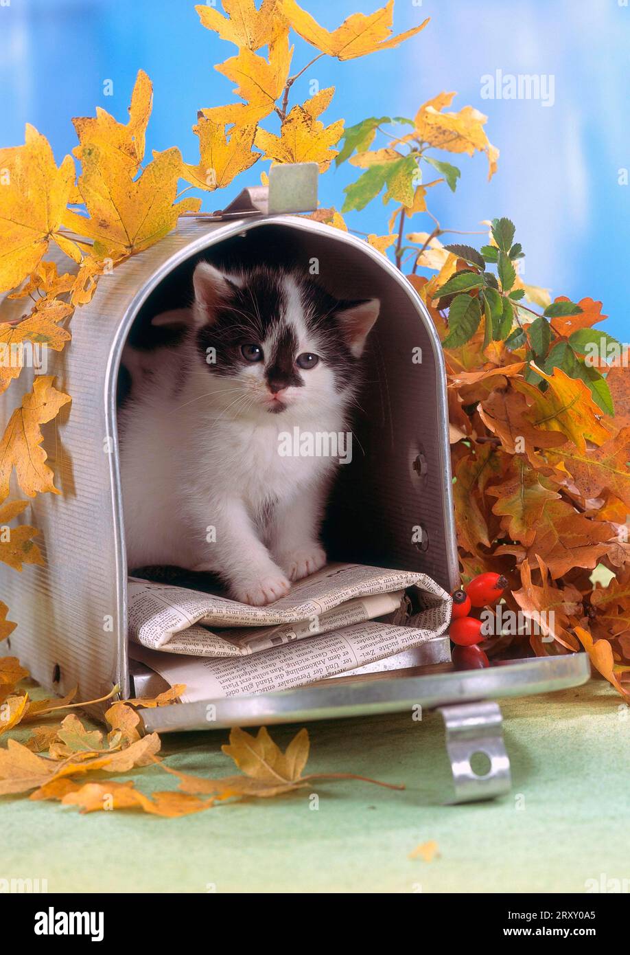 Domestic cat, kitten in letterbox Stock Photo - Alamy