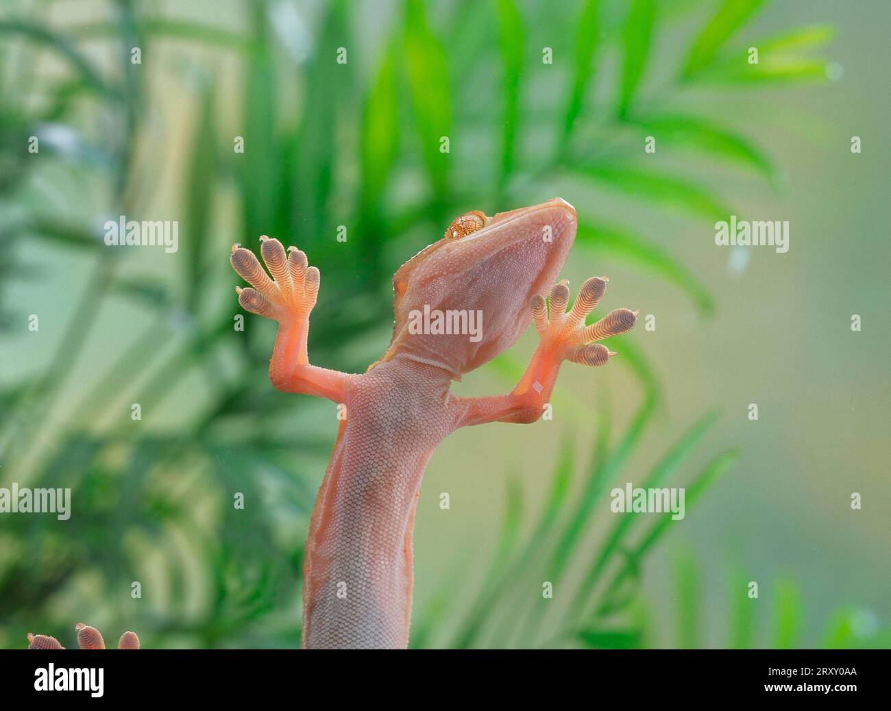 Striped gecko (Gekko vittatus Stock Photo - Alamy