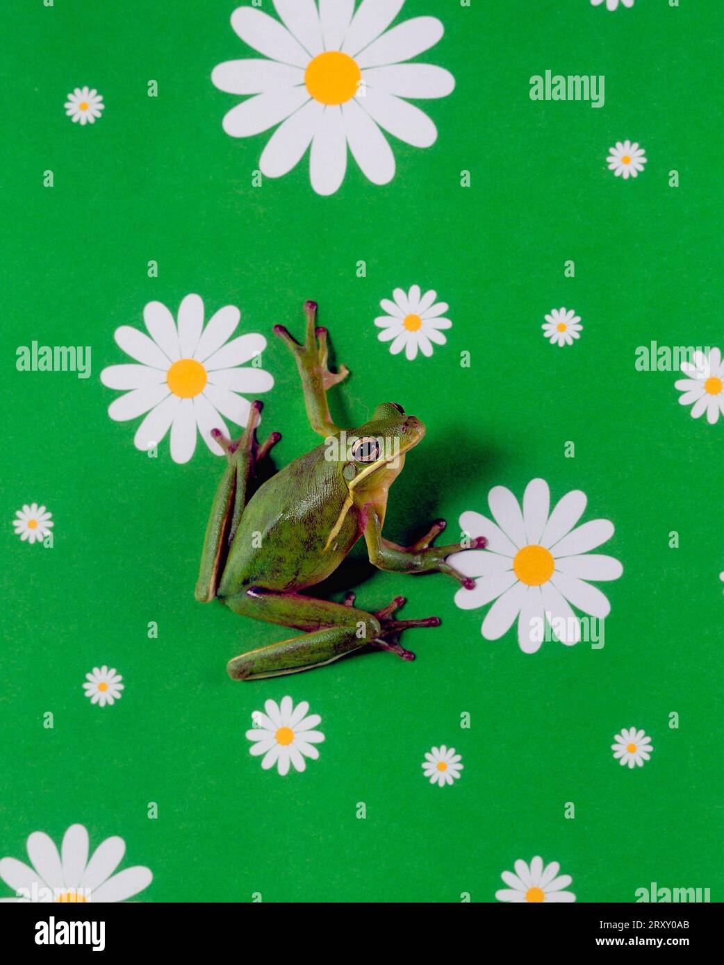 Green Tree Frog (Hyla cinerea Stock Photo - Alamy